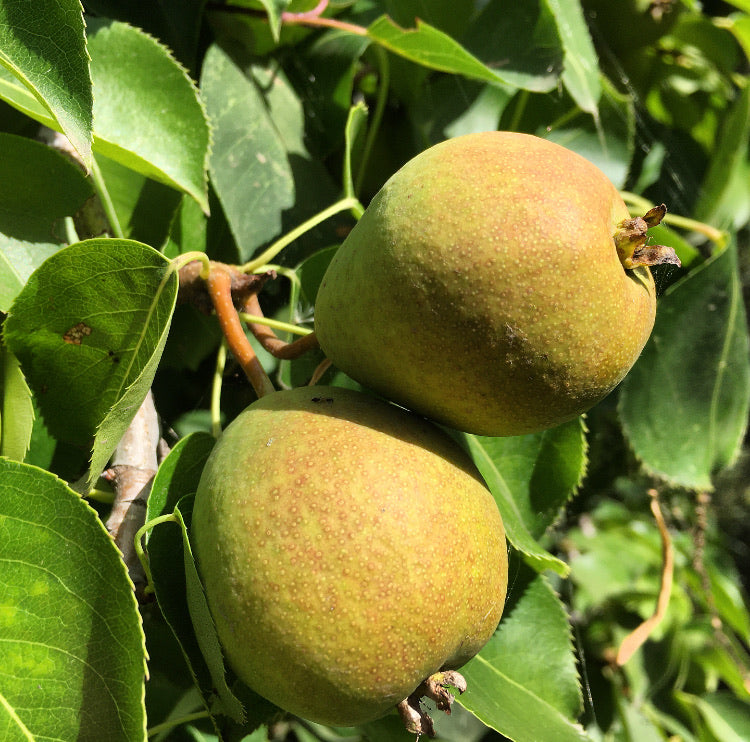 Pear Trees – Prairie Hardy Nursery